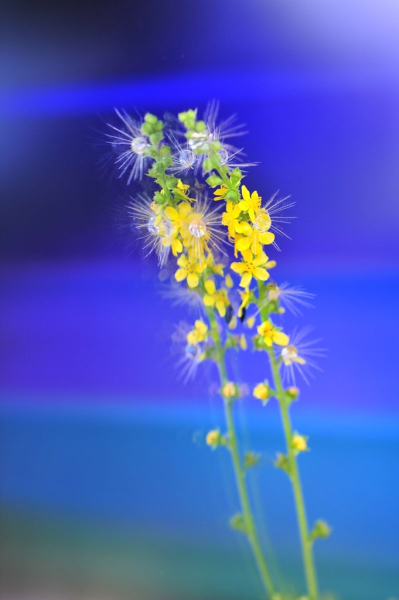 Dreams Come True | GANREF