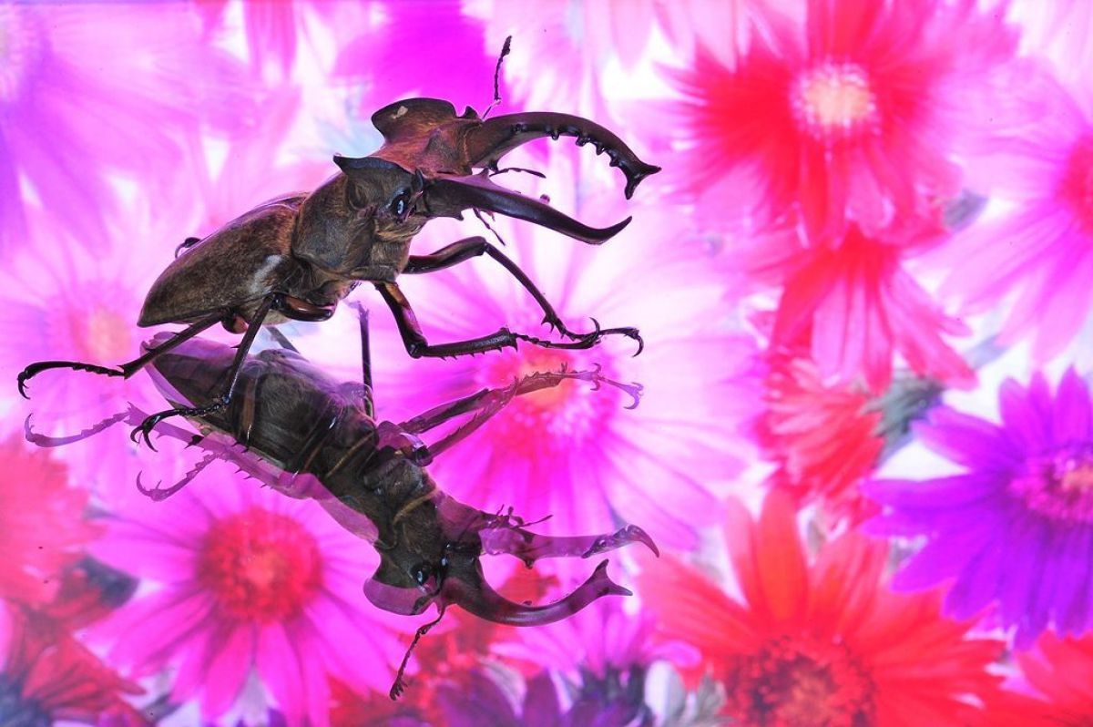 Today's Guest Performer | GANREF