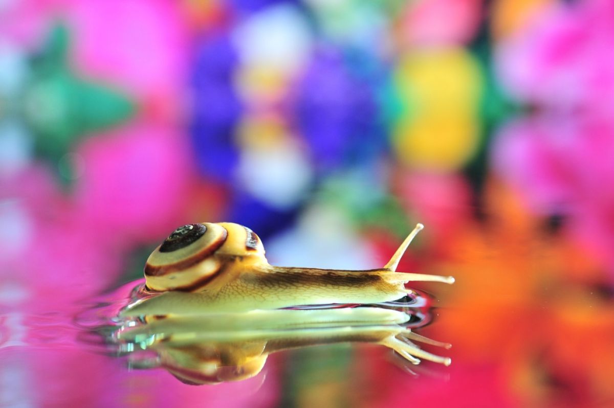 Guest performer | GANREF