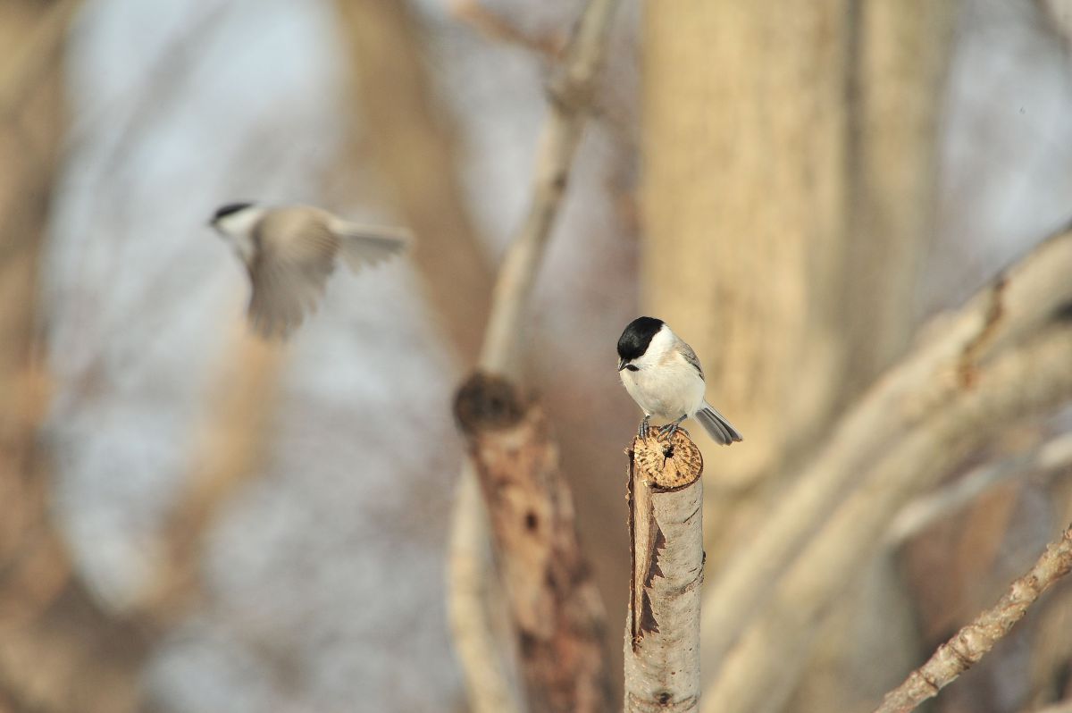 Hello Good-bye | GANREF