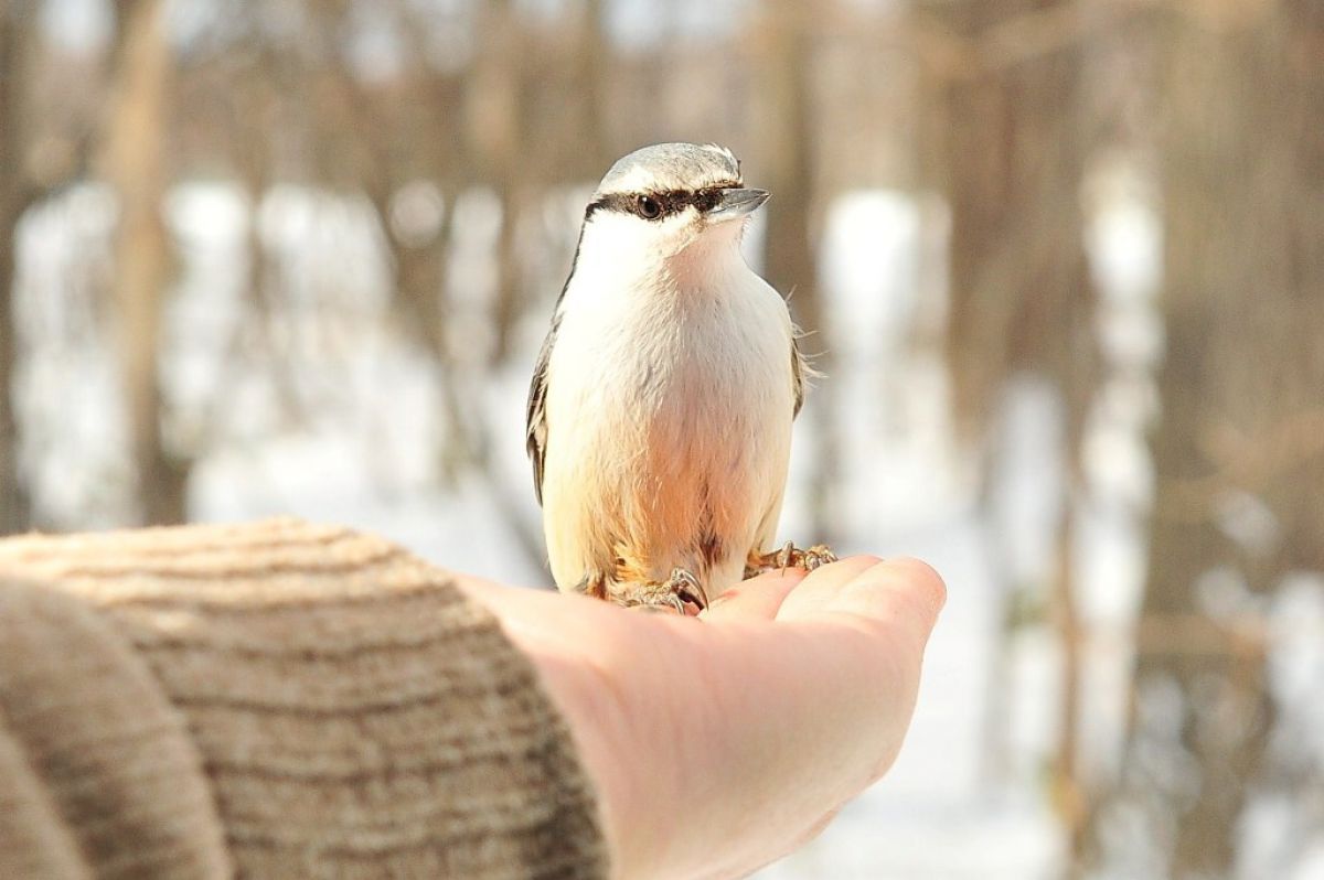 Magical Hand 3 | GANREF