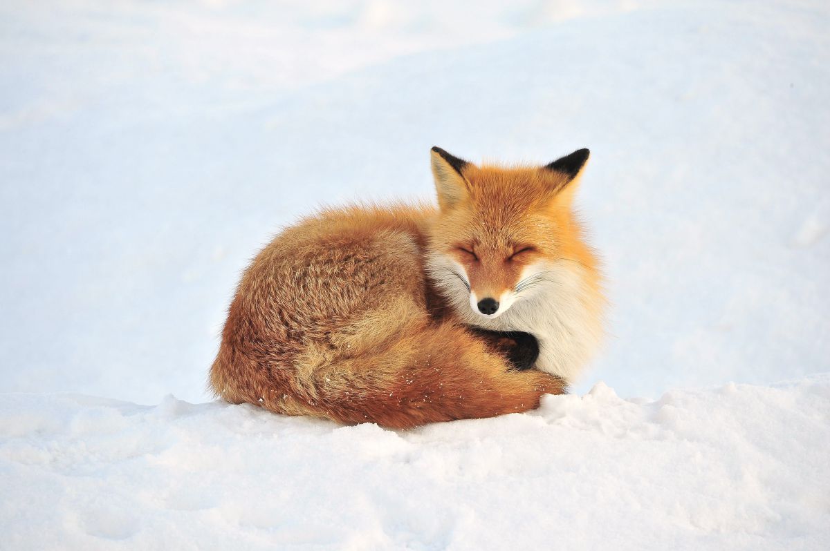 Sleeping Gypsy | GANREF