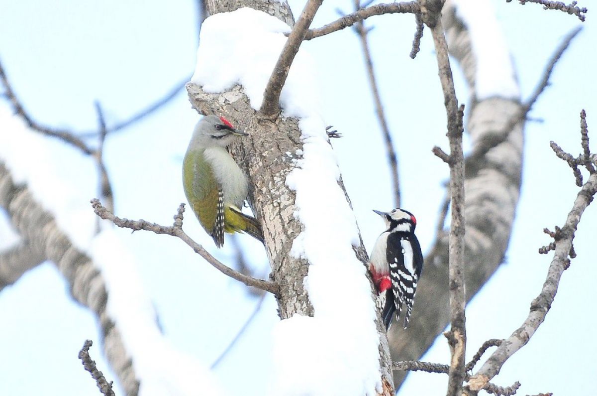 The encounter of chance | GANREF