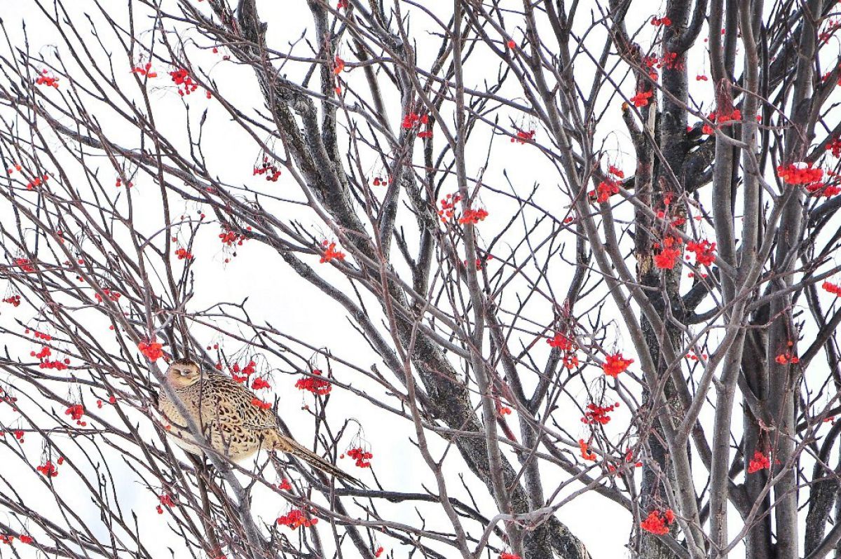 Hide and seek | GANREF