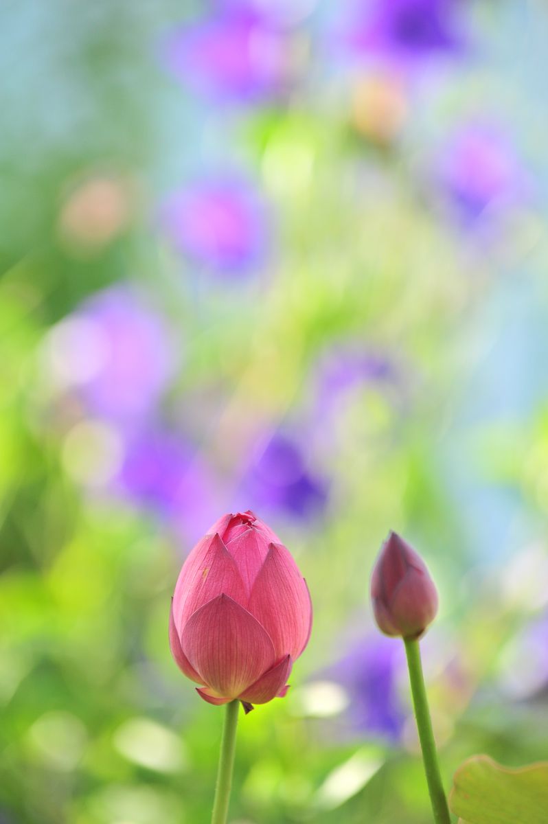 待ちわびて | GANREF