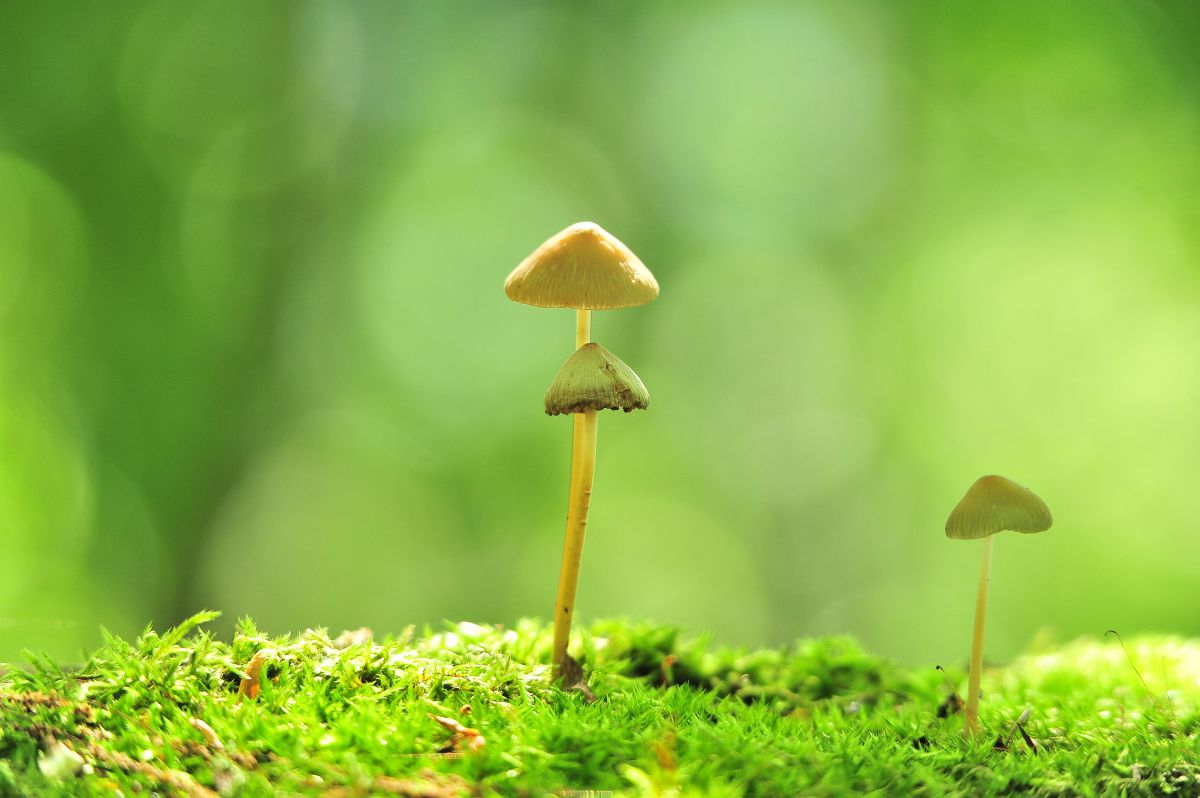Moss and mushroom | GANREF