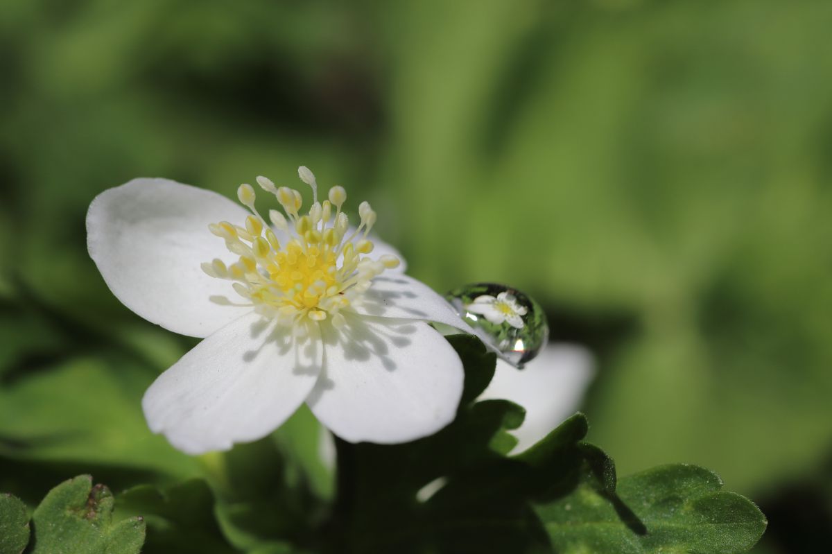 water drop 3 wind flower | GANREF