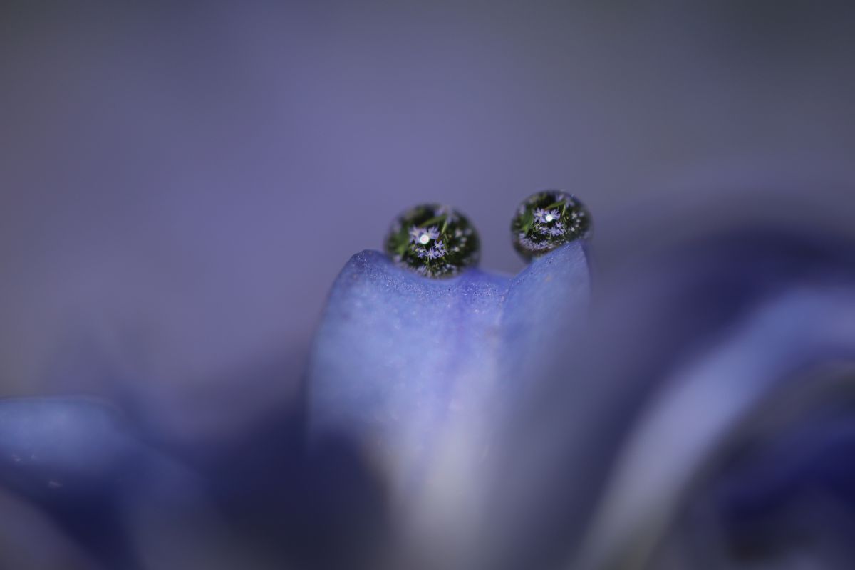 water drop twins | GANREF