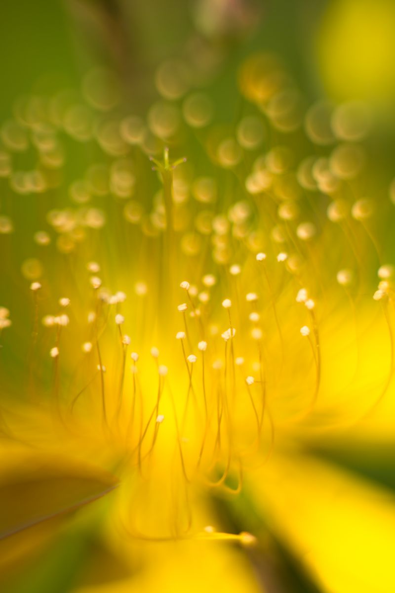 ビョウヤナギ | GANREF