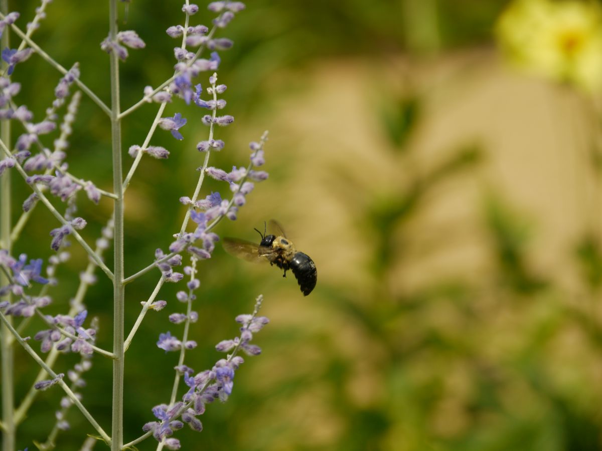 lavender & bee | GANREF