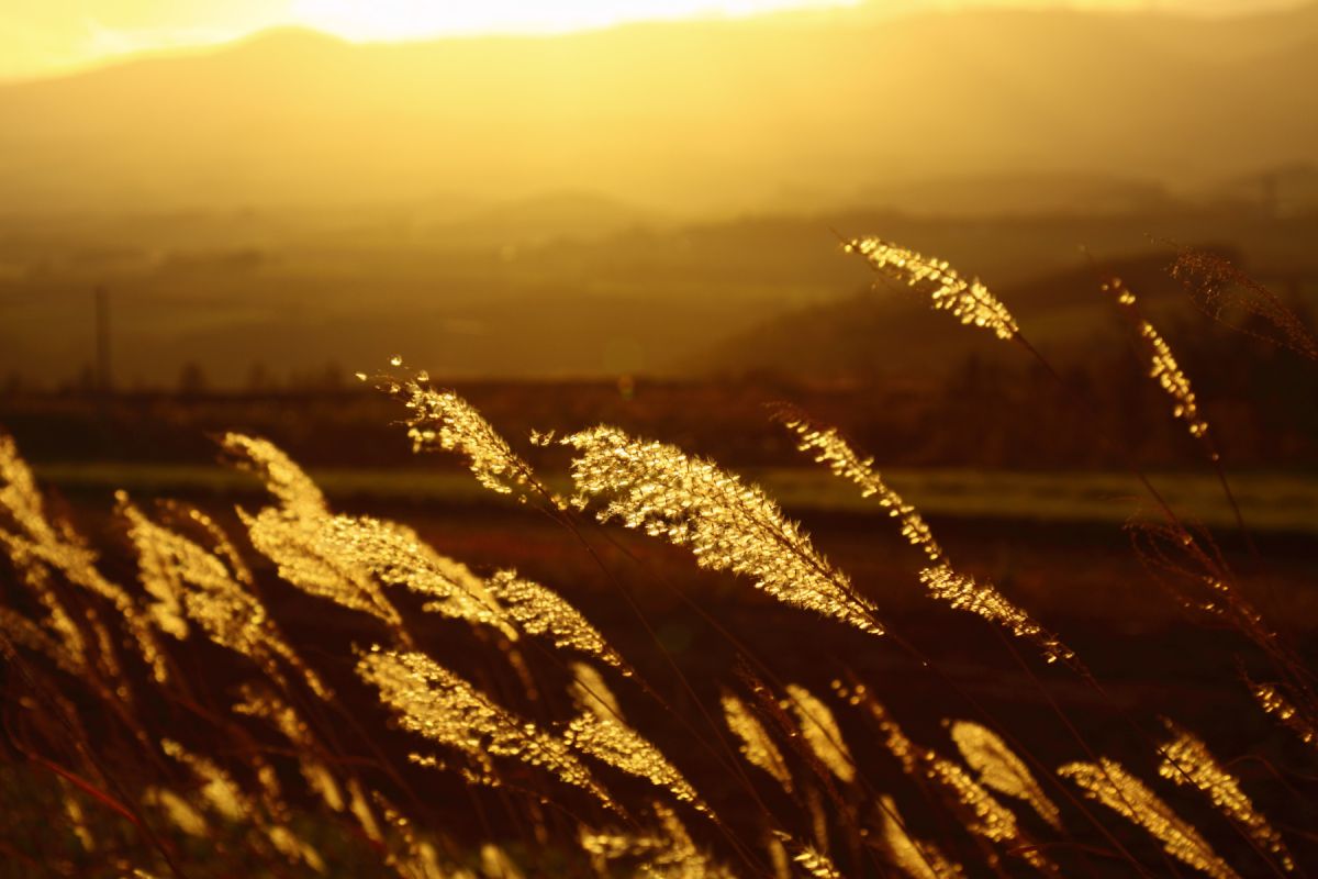 黄昏色に染まる | GANREF