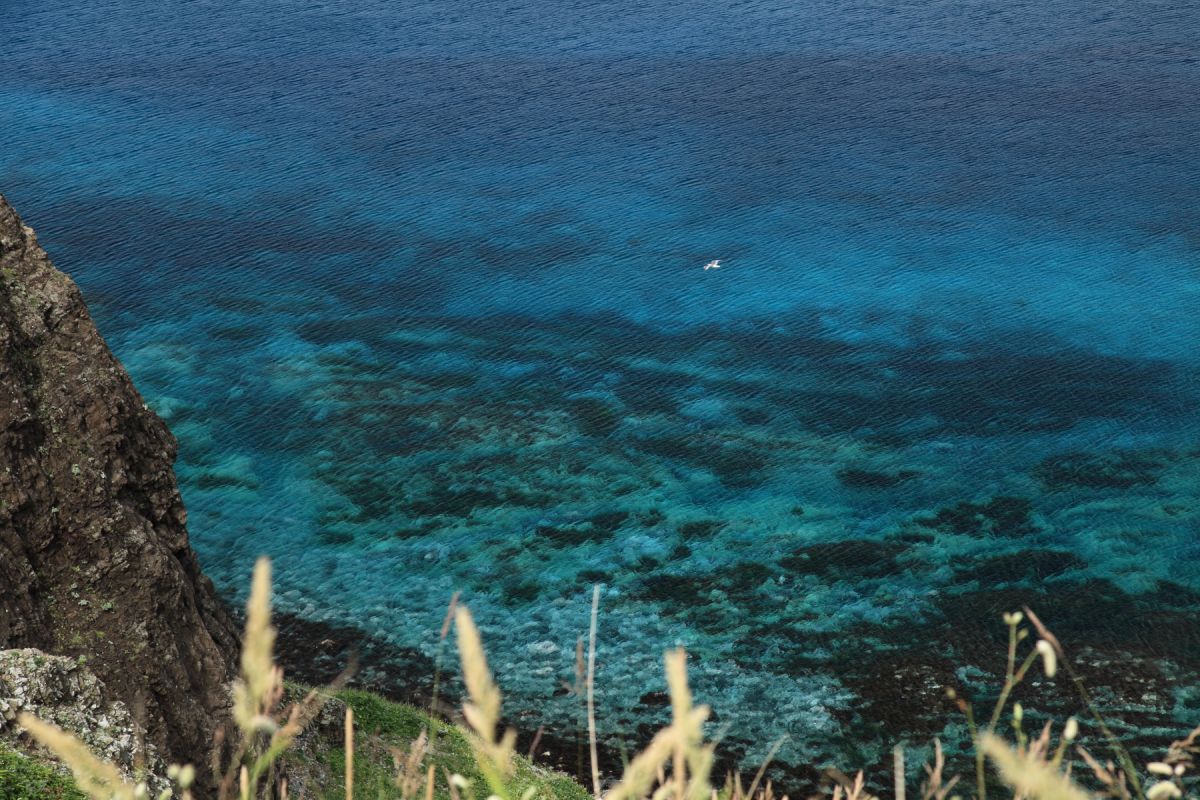 Rebun Blue... | GANREF