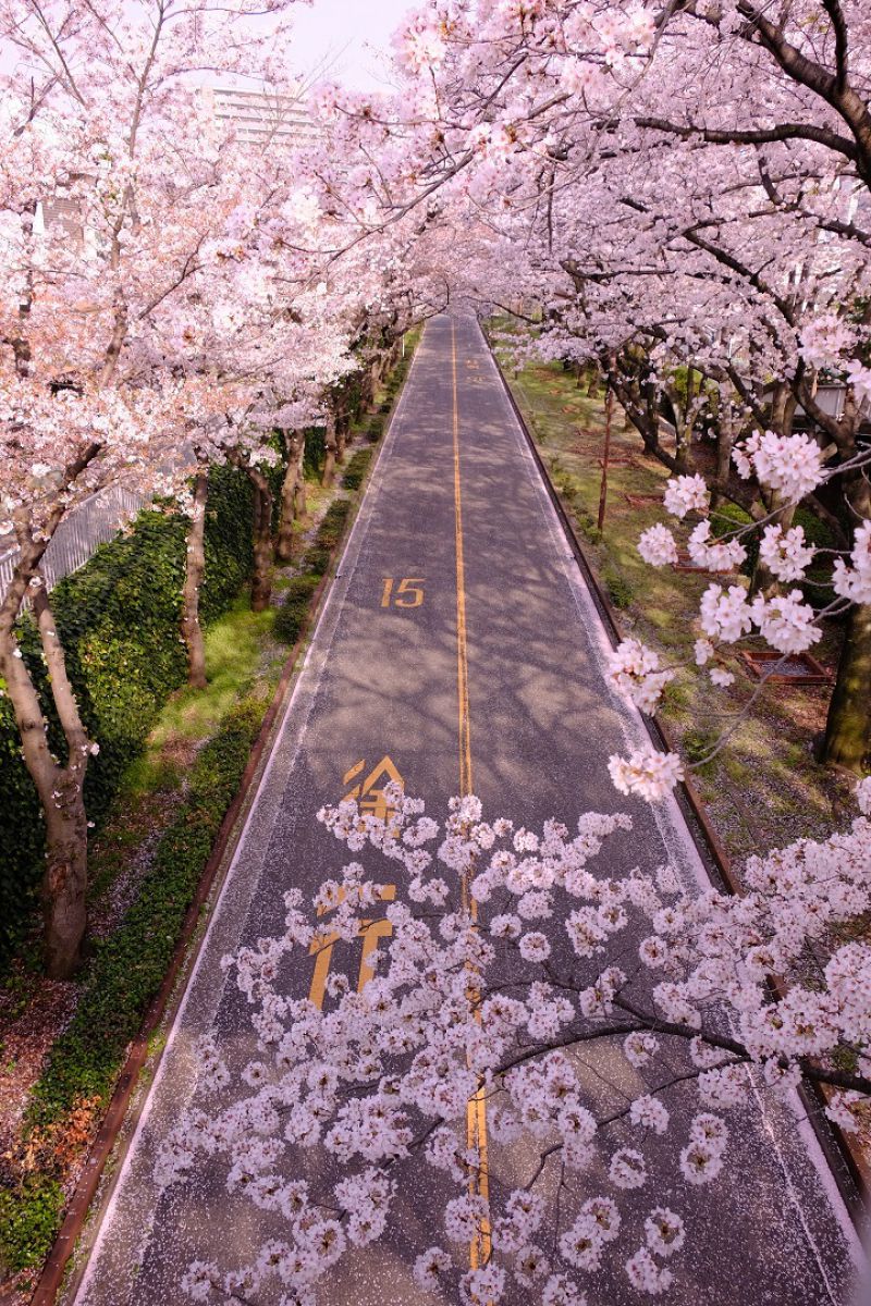 SAKURA ROAD | GANREF