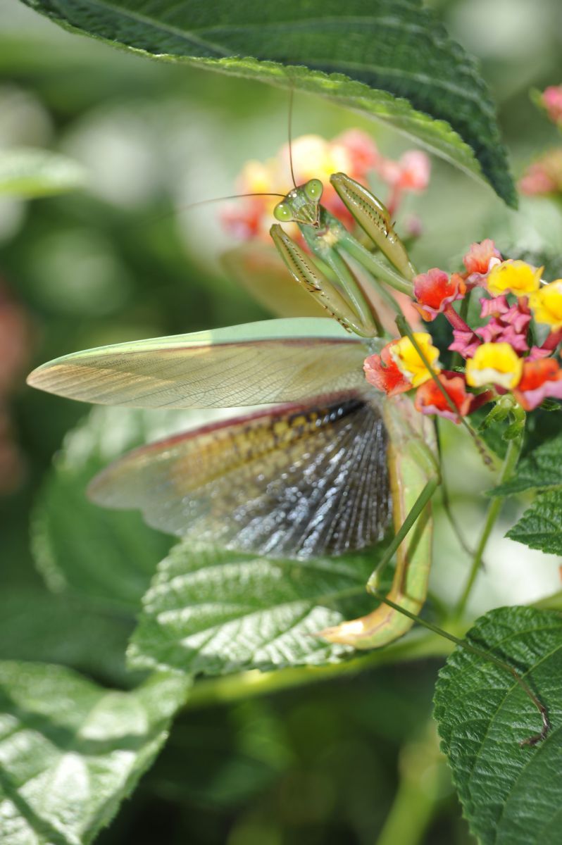 バトルモード！ | GANREF