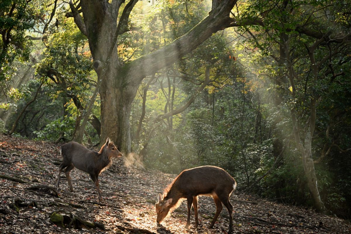 晩秋の森 | GANREF