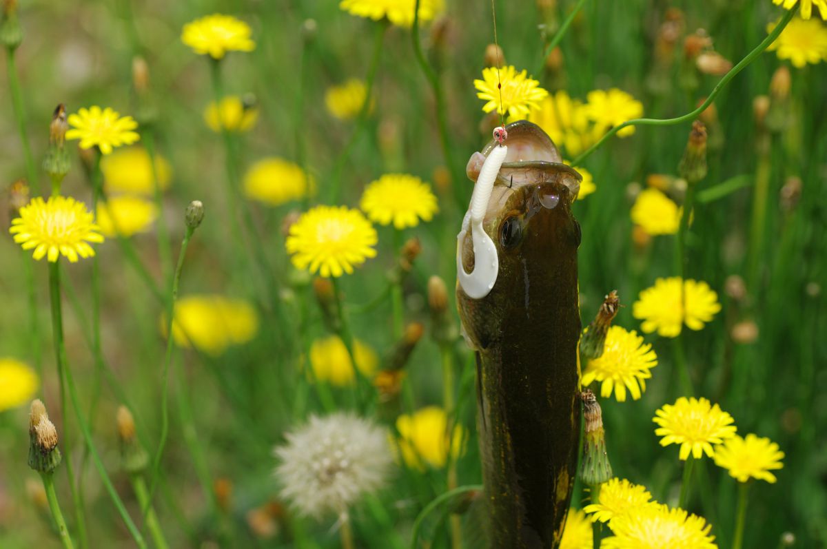 痛そう・・・ | GANREF