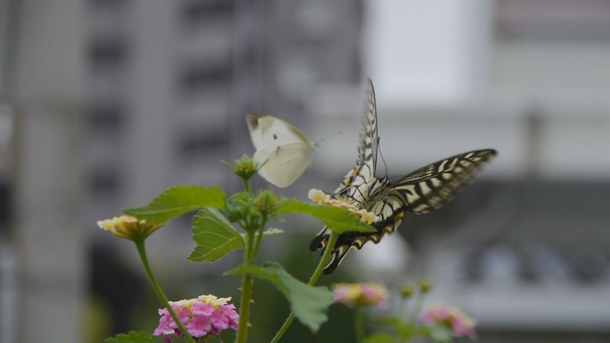 Butterfly attack 1.JPG | GANREF