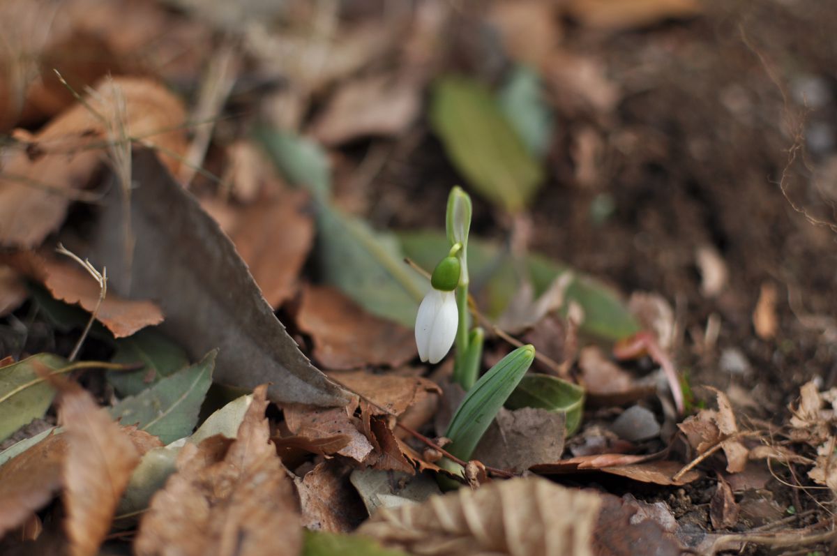 snow drop | GANREF