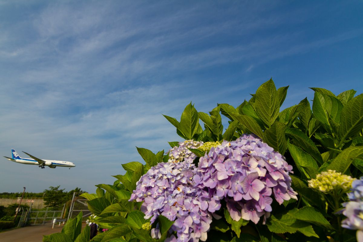 主役は私 | GANREF