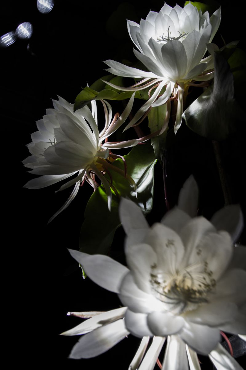 night Queen sisters | GANREF