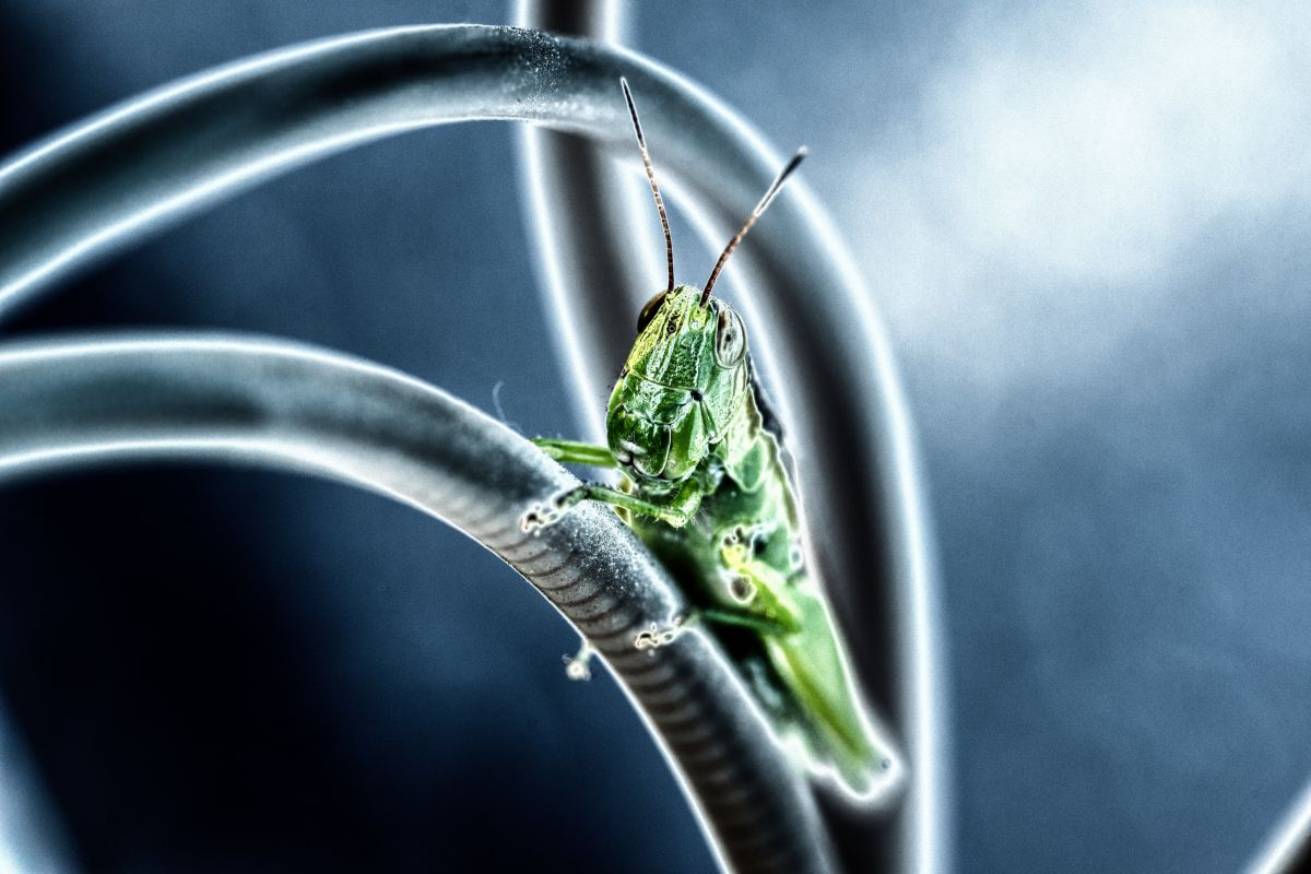 wire and grasshopper | GANREF