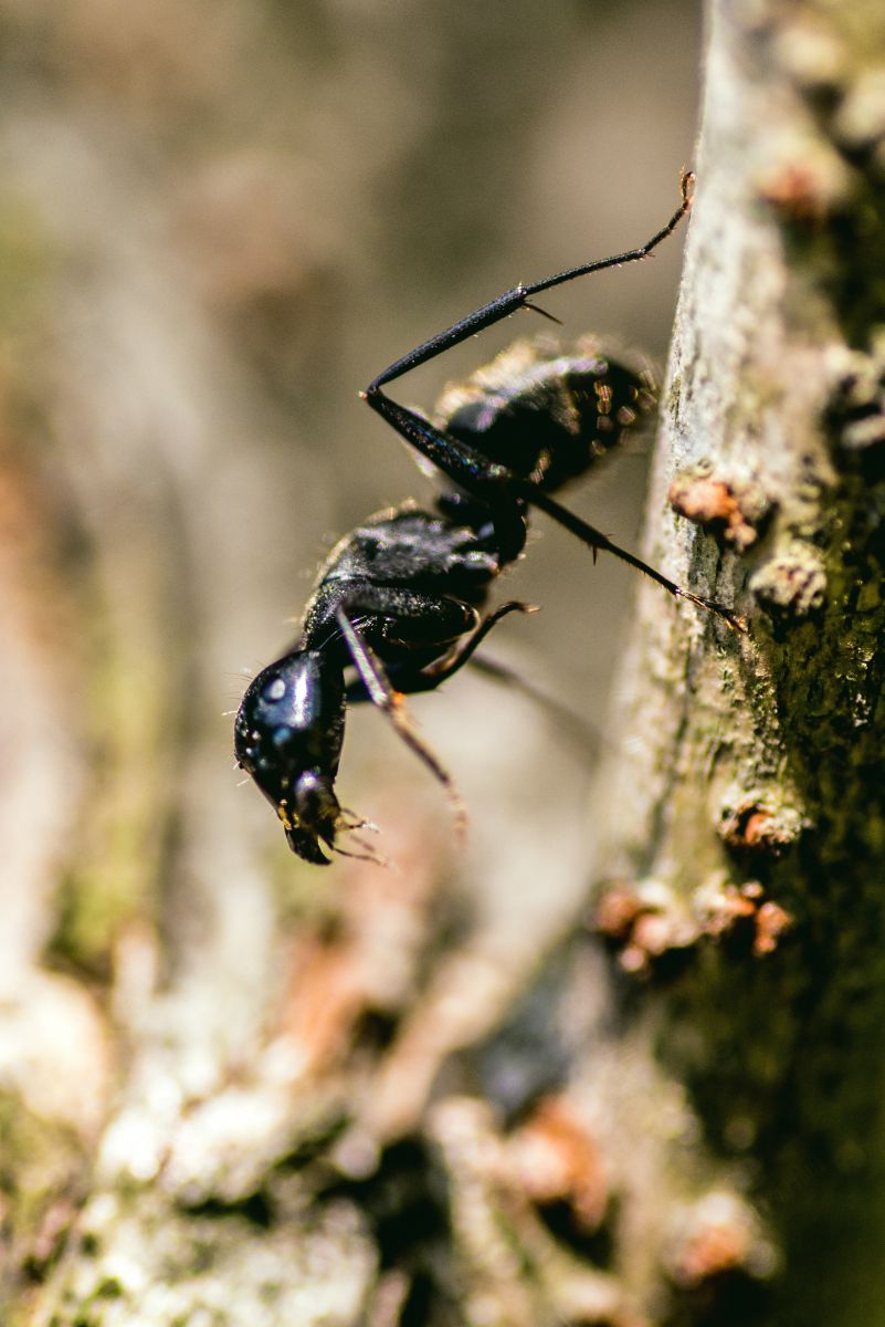 ant upside down | GANREF