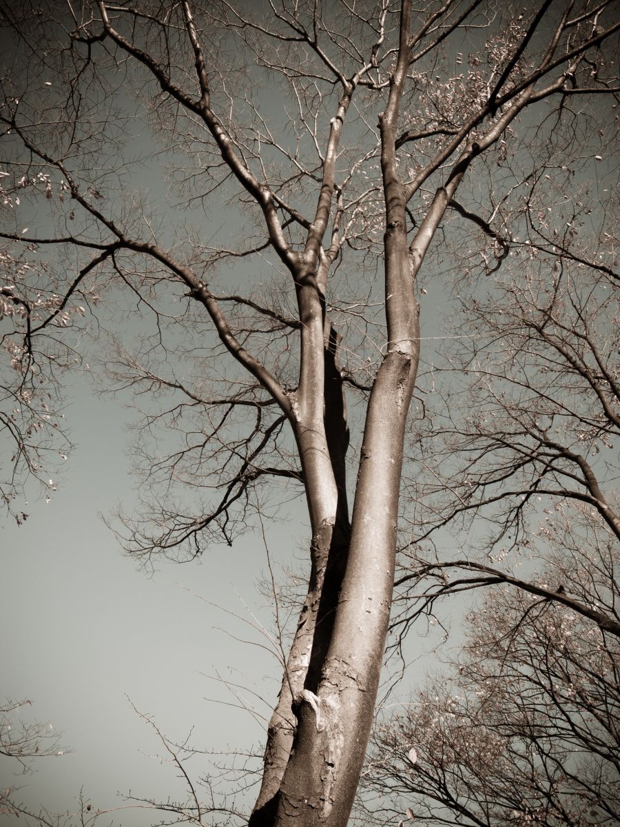 erotic tree | GANREF