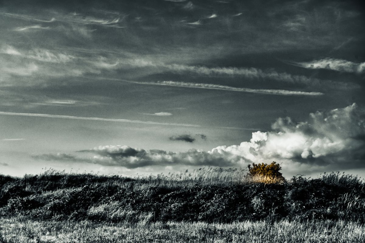 golden part | GANREF