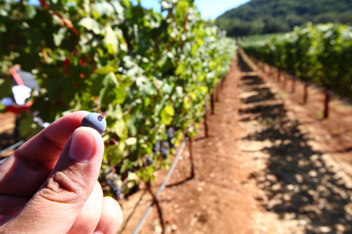 Grape Juice | GANREF