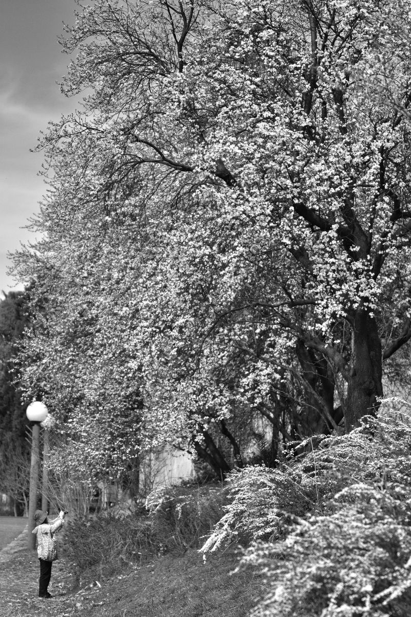 Symbol Tree | GANREF