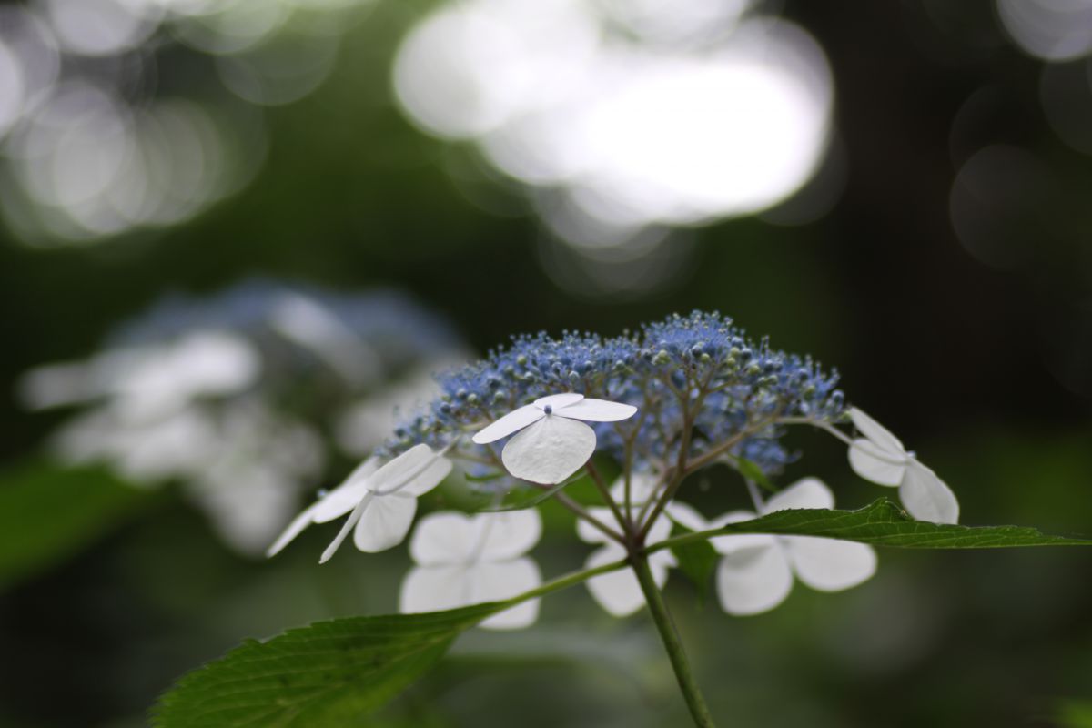 木陰にて | GANREF