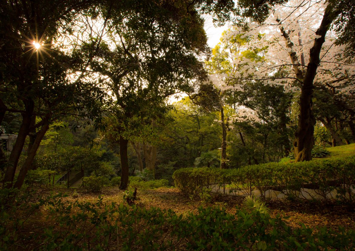 YAMATE BLUFF | GANREF