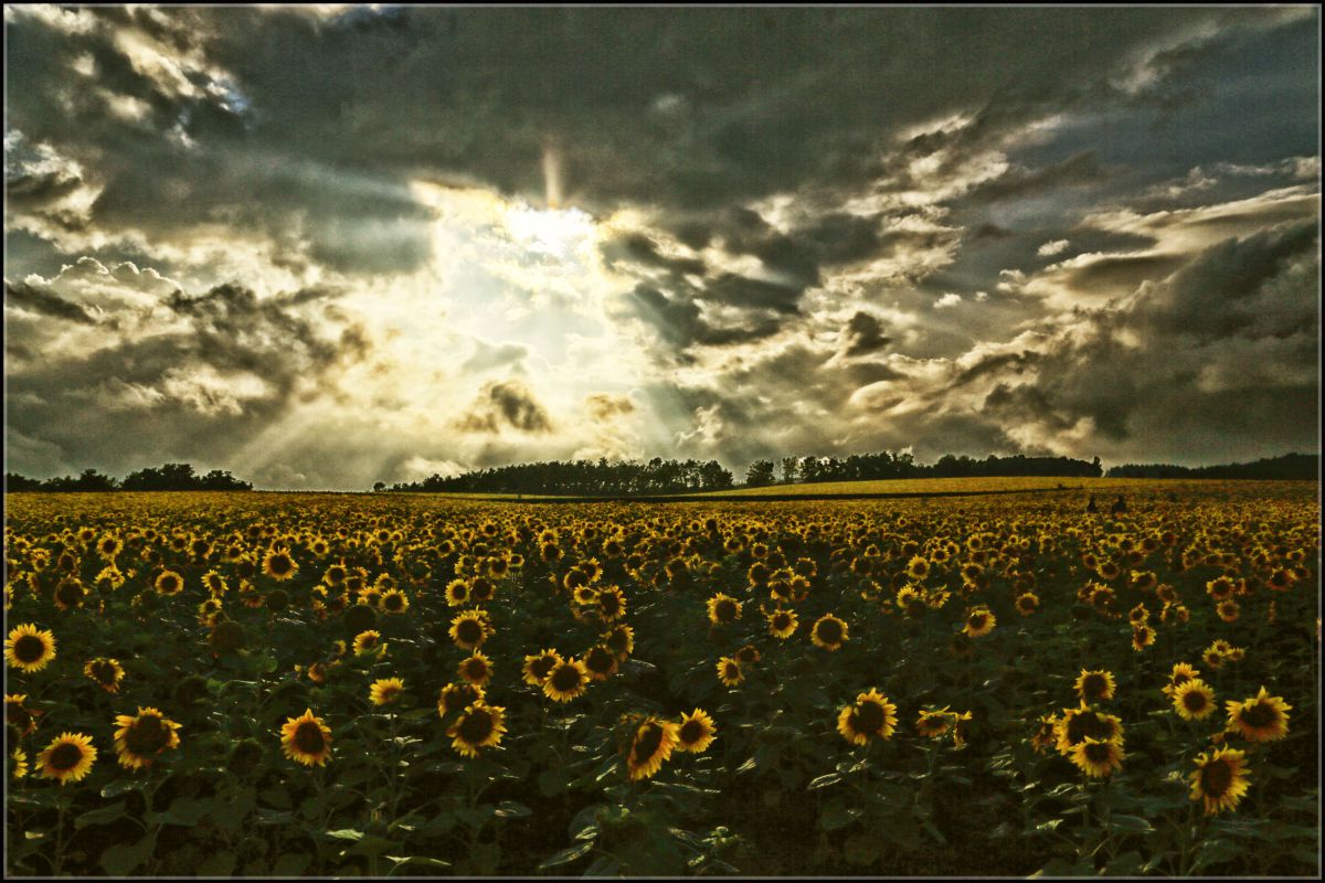 Sunflowers at Sunset | GANREF