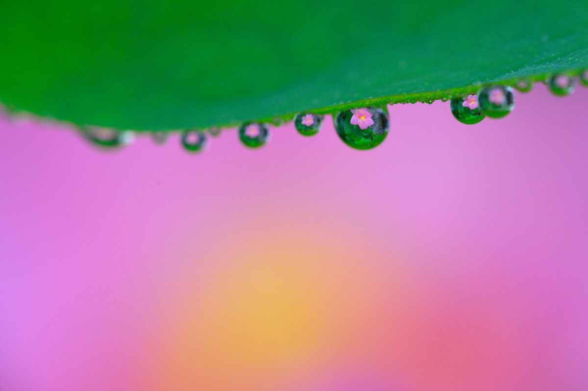 Drop of pink | GANREF