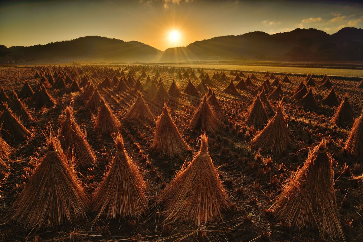 豊作の光 | GANREF