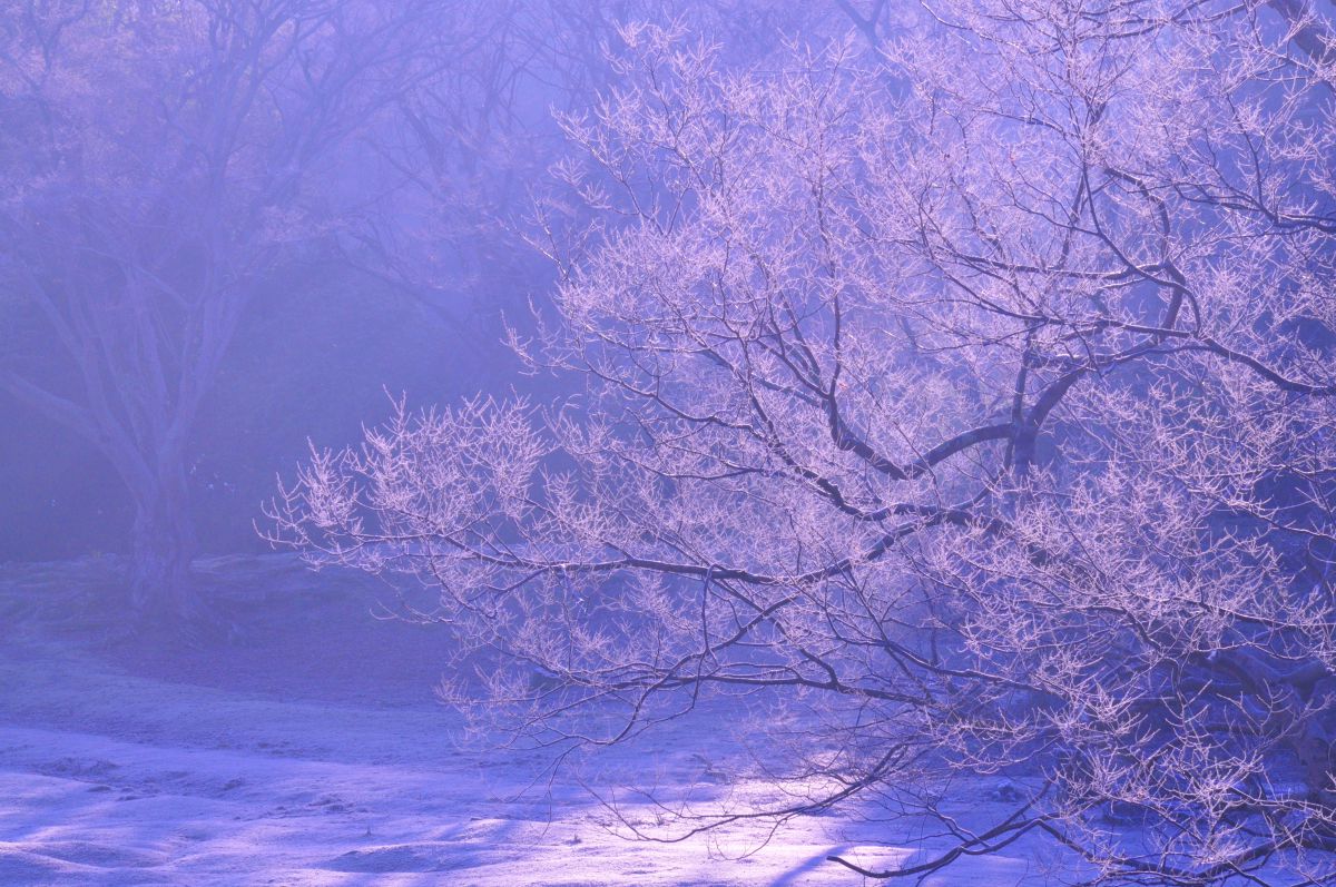 White Forest | GANREF