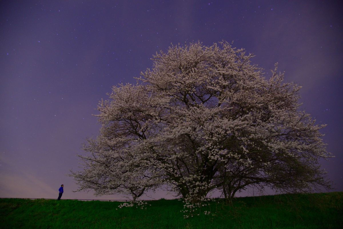 A big cherry tree | GANREF
