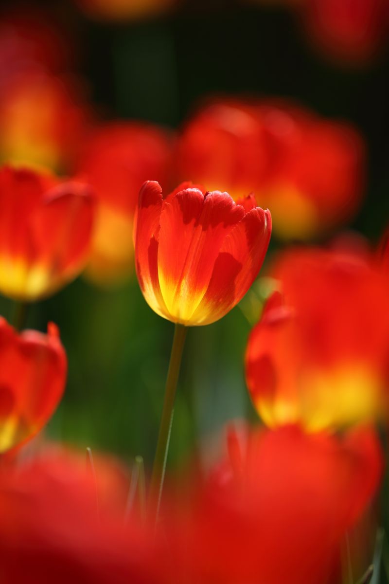Tulip 2013 | GANREF