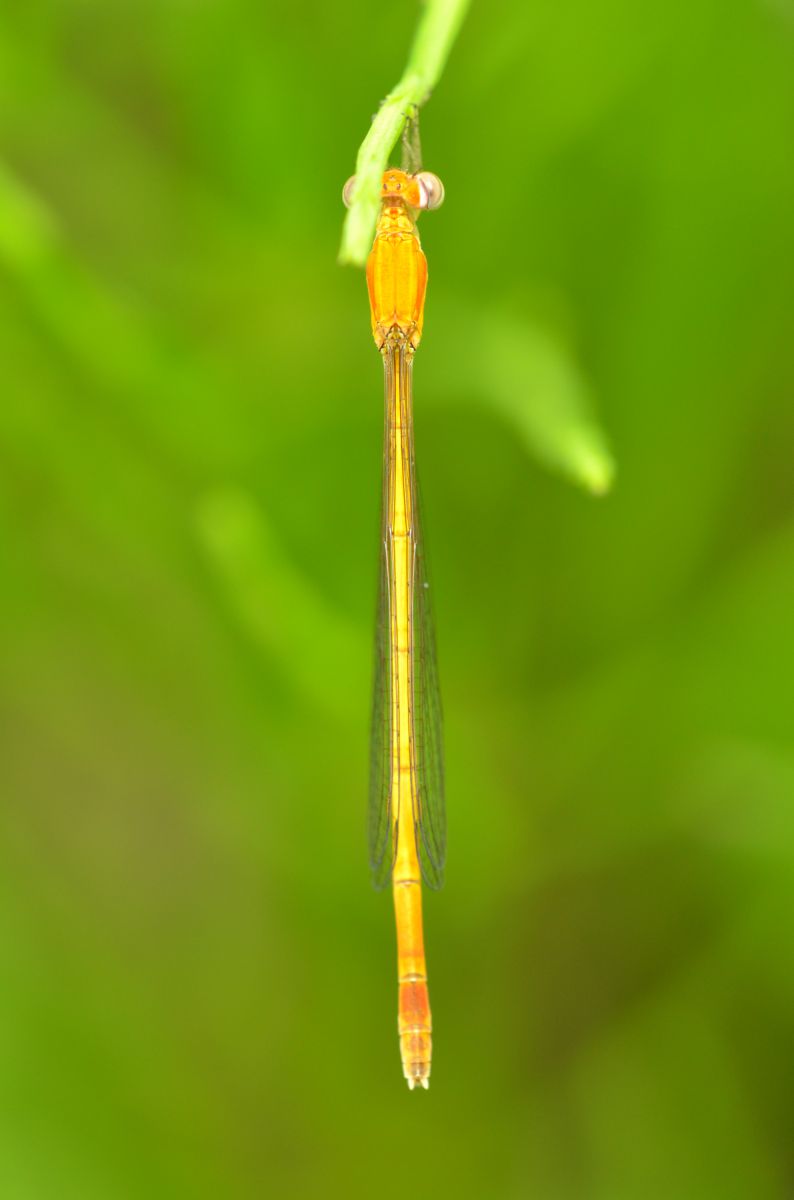 Orange Line | GANREF