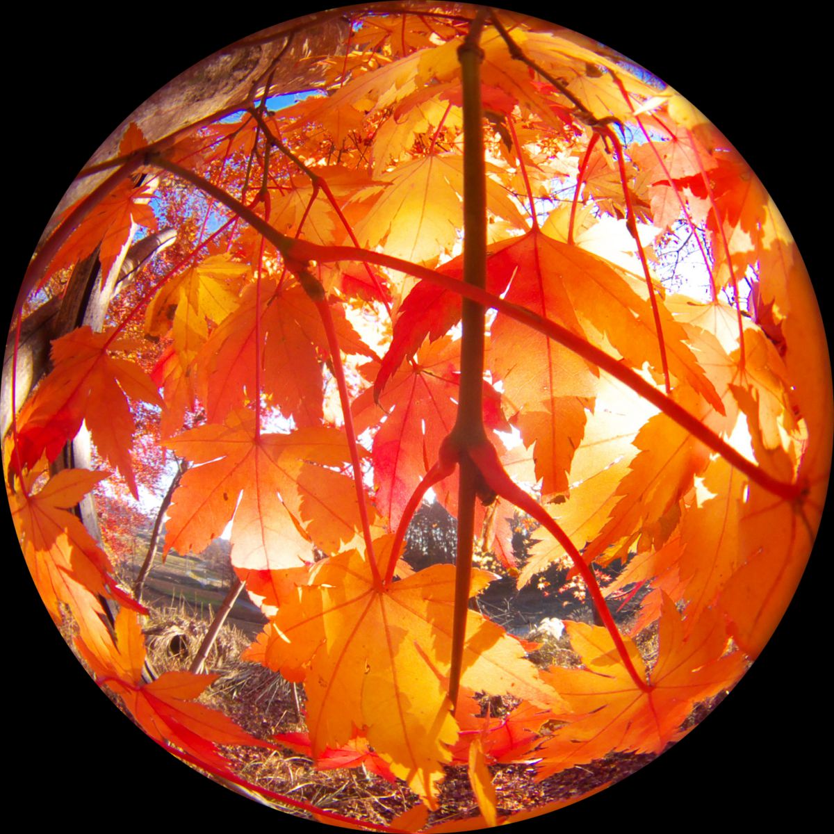 Momizi-Ball | GANREF