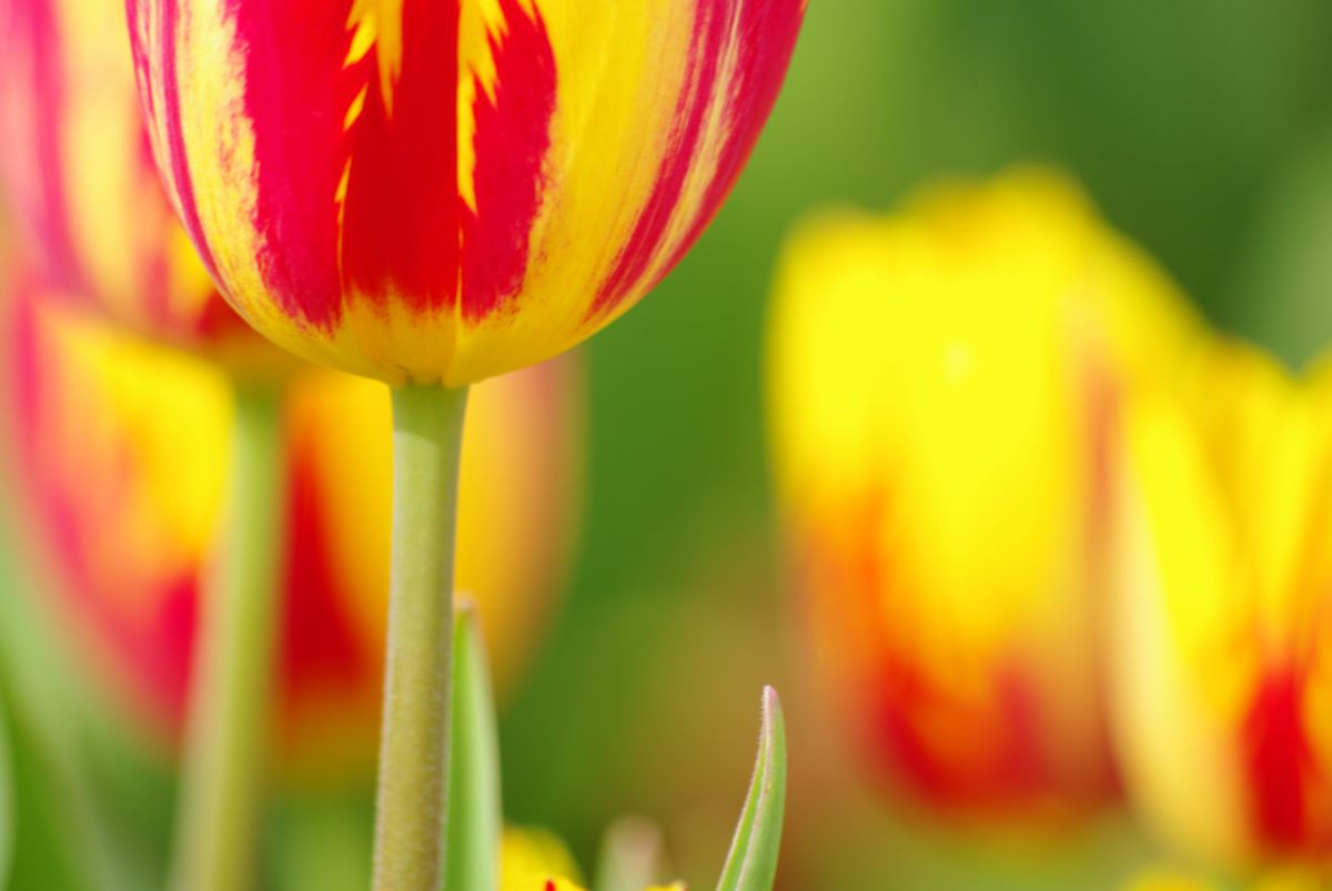 tulip/yellow-red | GANREF