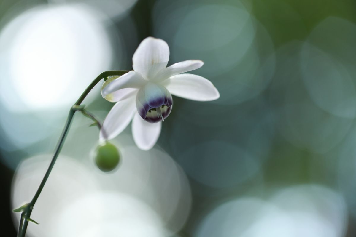 レンゲショウマ2014 | GANREF