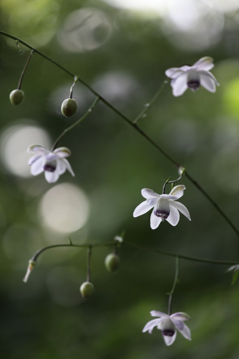 レンゲショウマの集い | GANREF