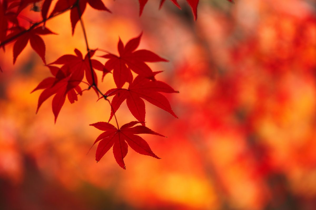 秋を惜しんで〜ファイナル〜 | GANREF