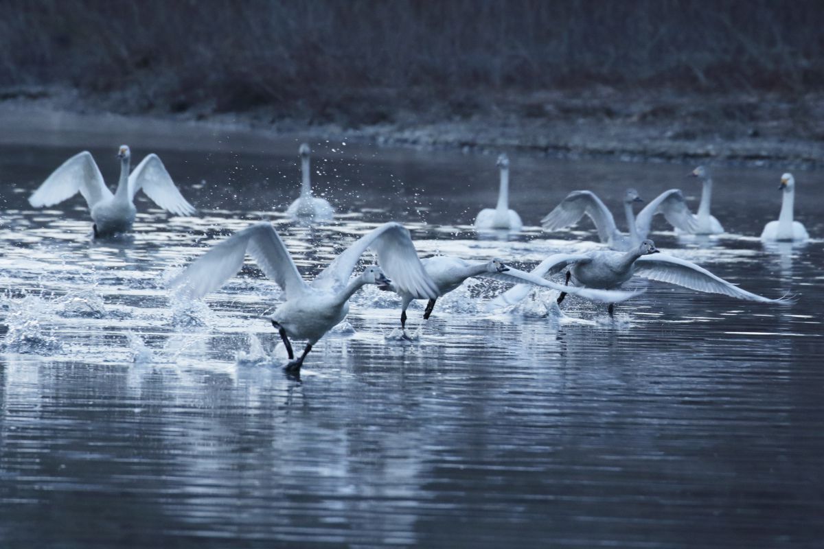 飛び立ちPart1 | GANREF