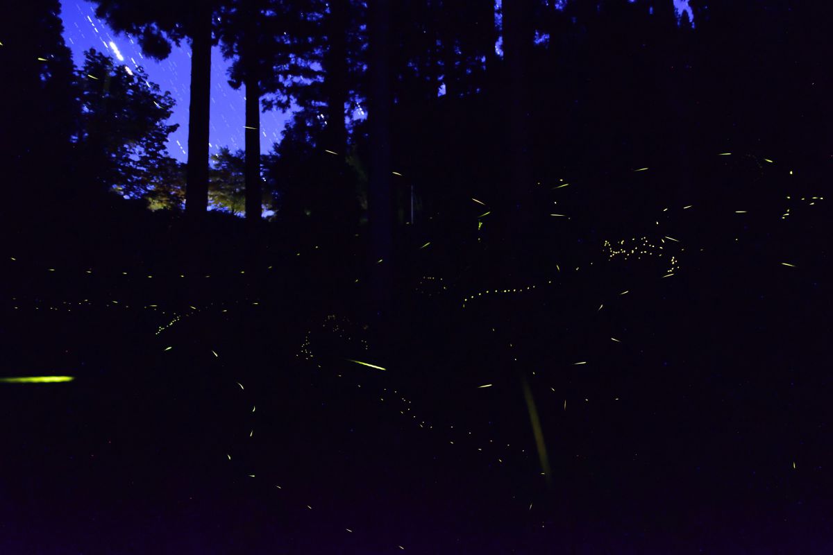 Light Trail | GANREF