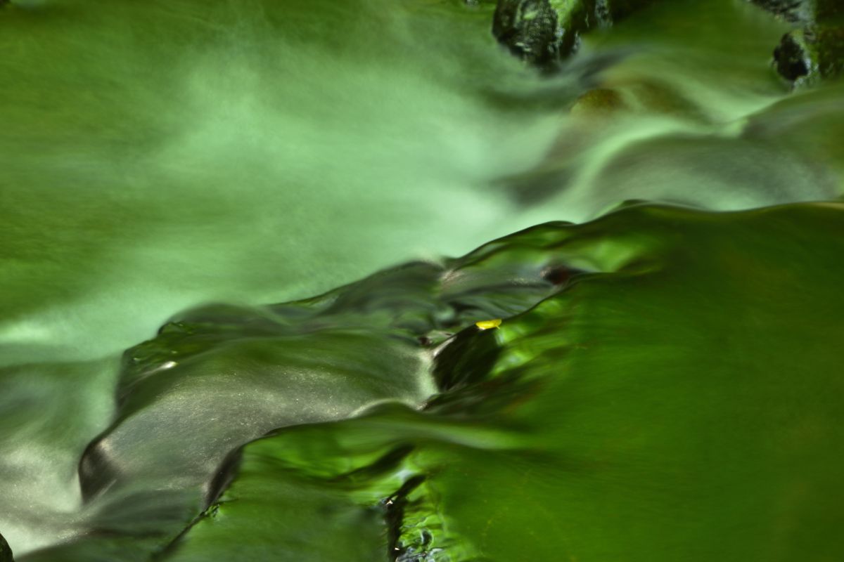 Fascinated green | GANREF