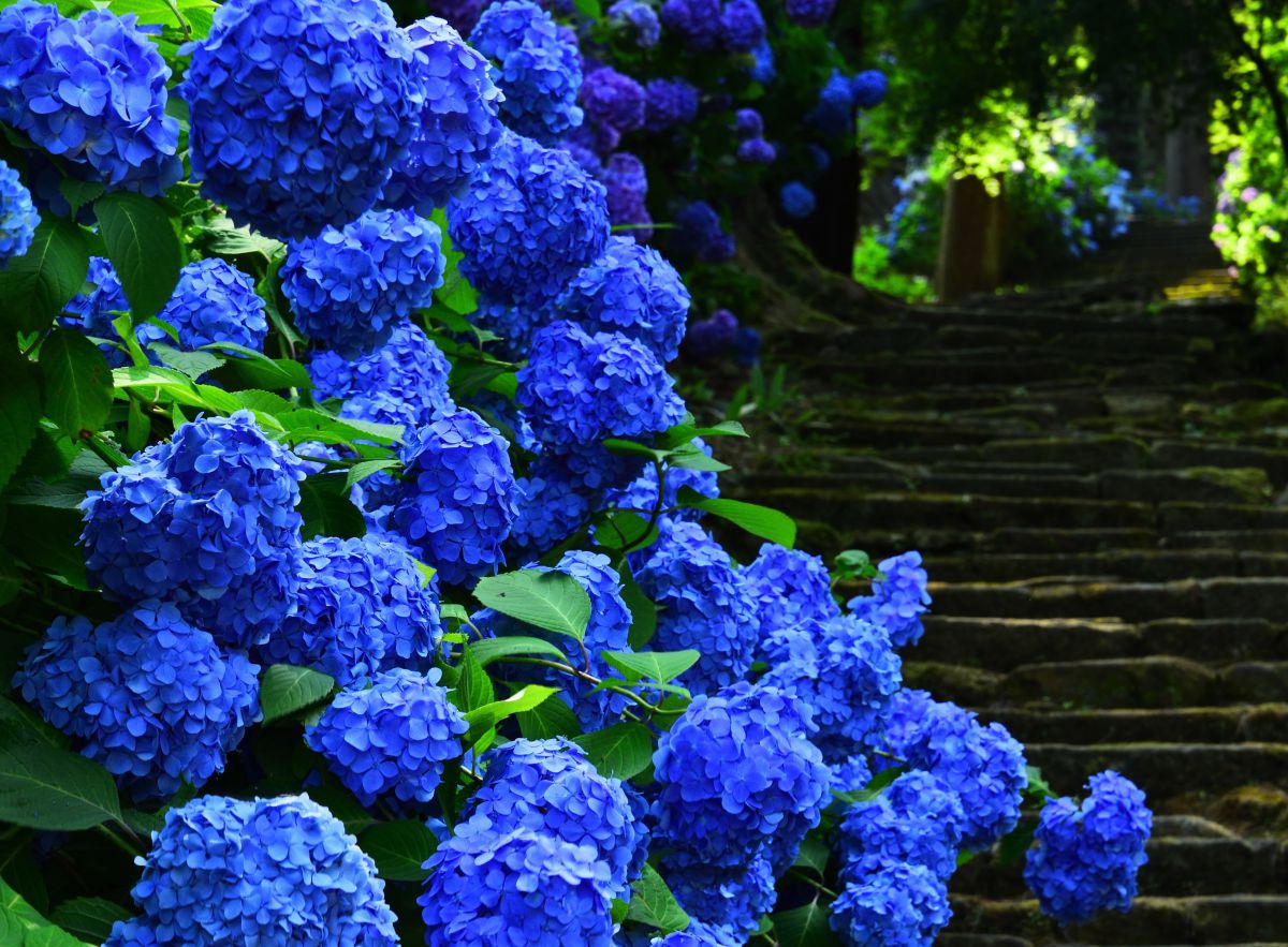 Stone steps of the blue | GANREF