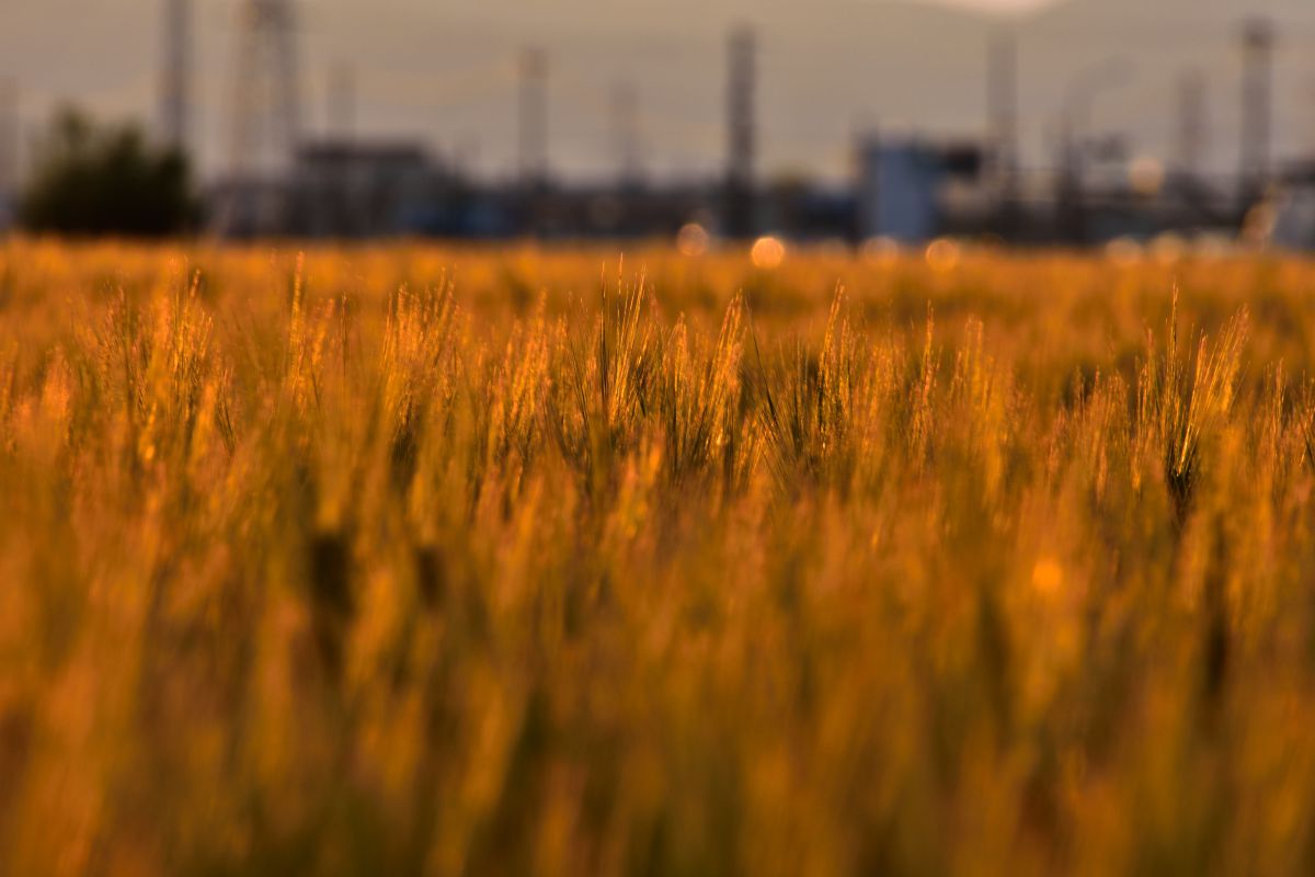 金色想い | GANREF