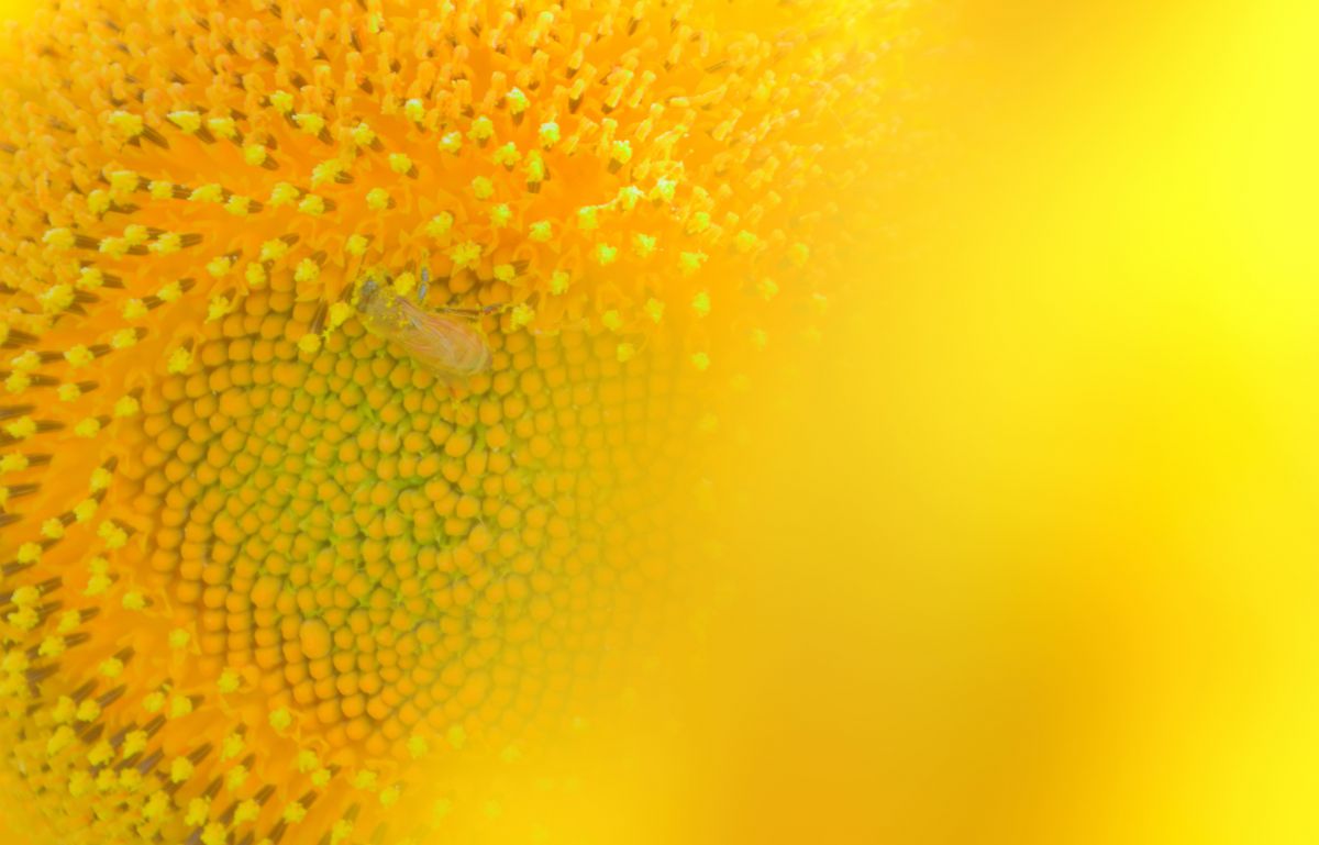 The world of yellow | GANREF